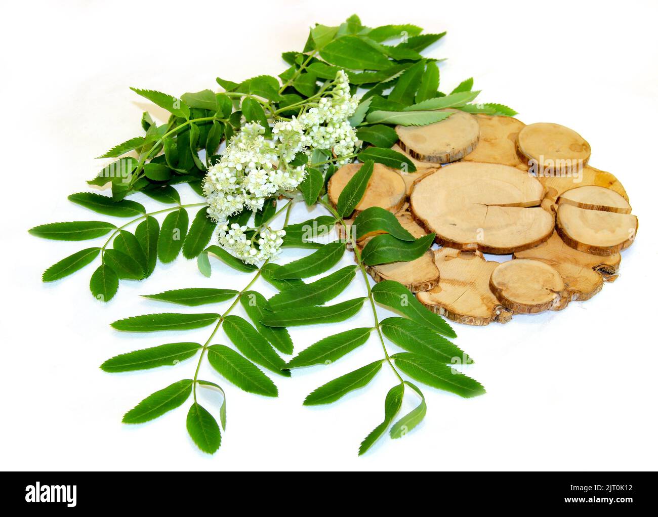 white Rowan flowers and fresh leaves, juniper stand under a hot ...