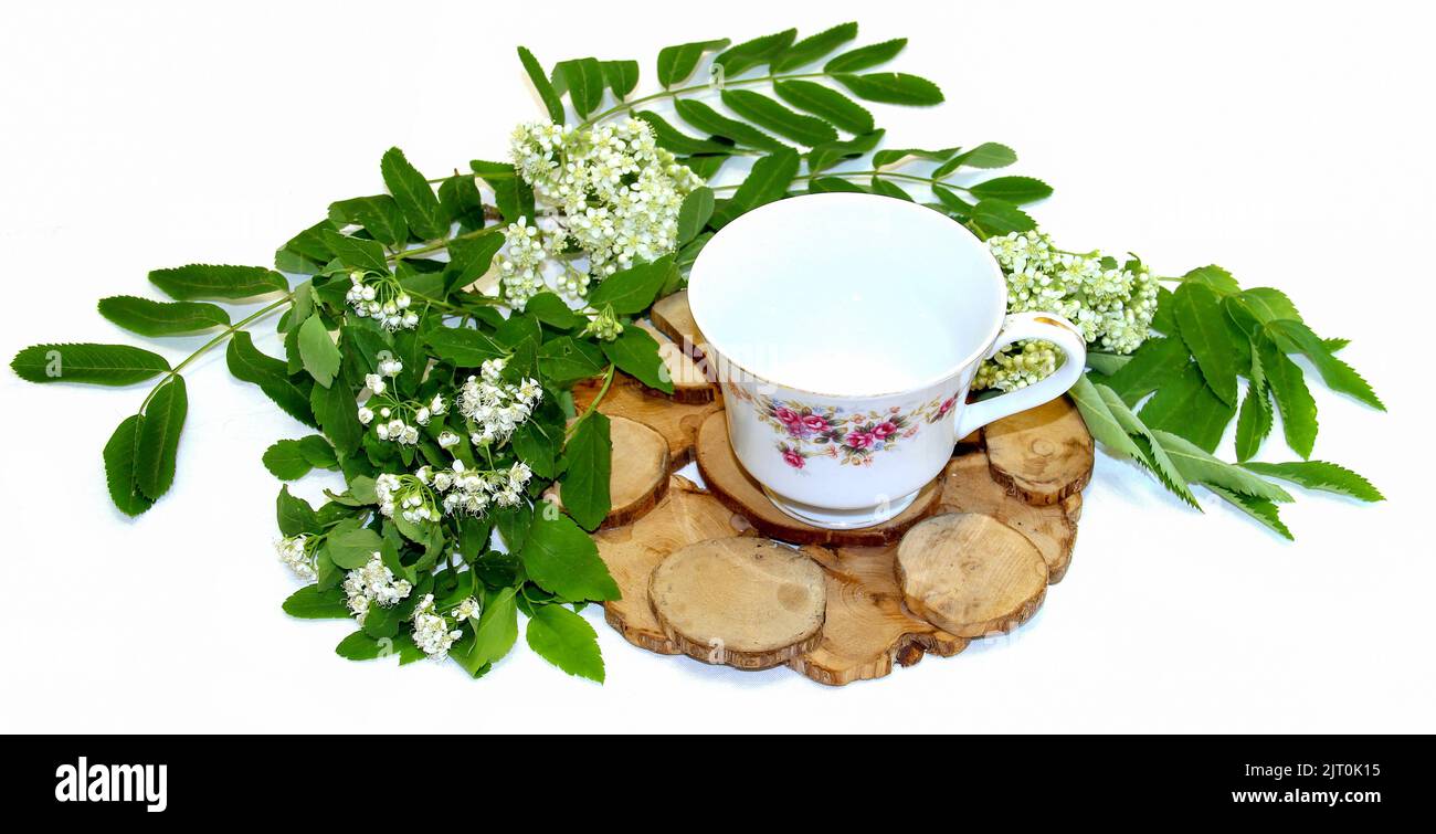 white Rowan flowers and fresh leaves, juniper stand under a hot ...