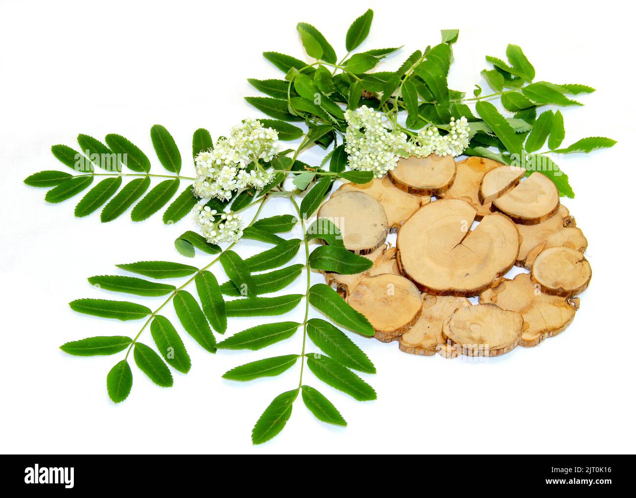 white Rowan flowers and fresh leaves, juniper stand under a hot ...