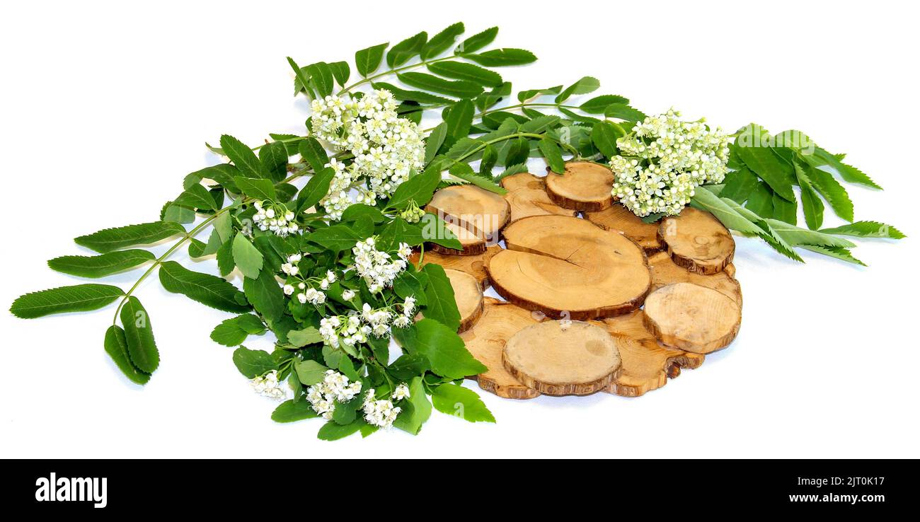 white Rowan flowers and fresh leaves, juniper stand under a hot ...