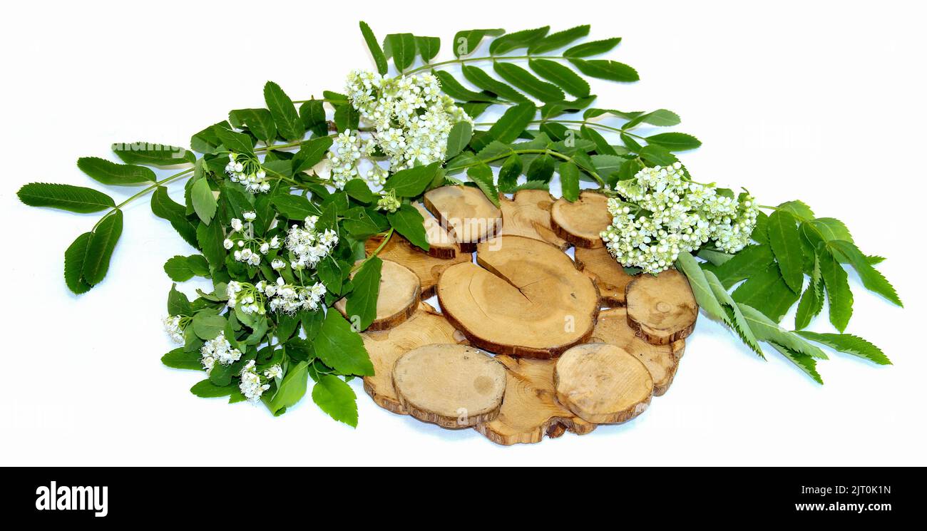 white Rowan flowers and fresh leaves, juniper stand under a hot ...