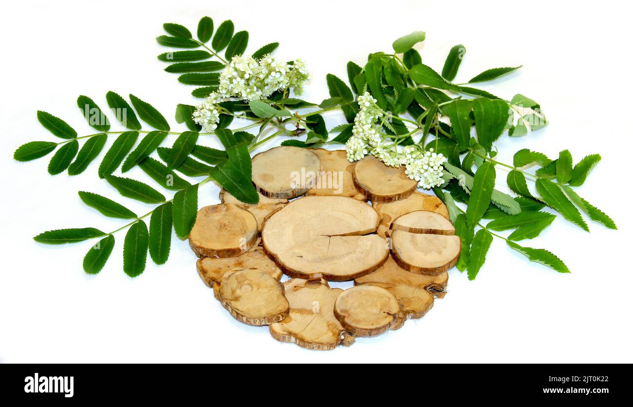 white Rowan flowers and fresh leaves, juniper stand under a hot ...