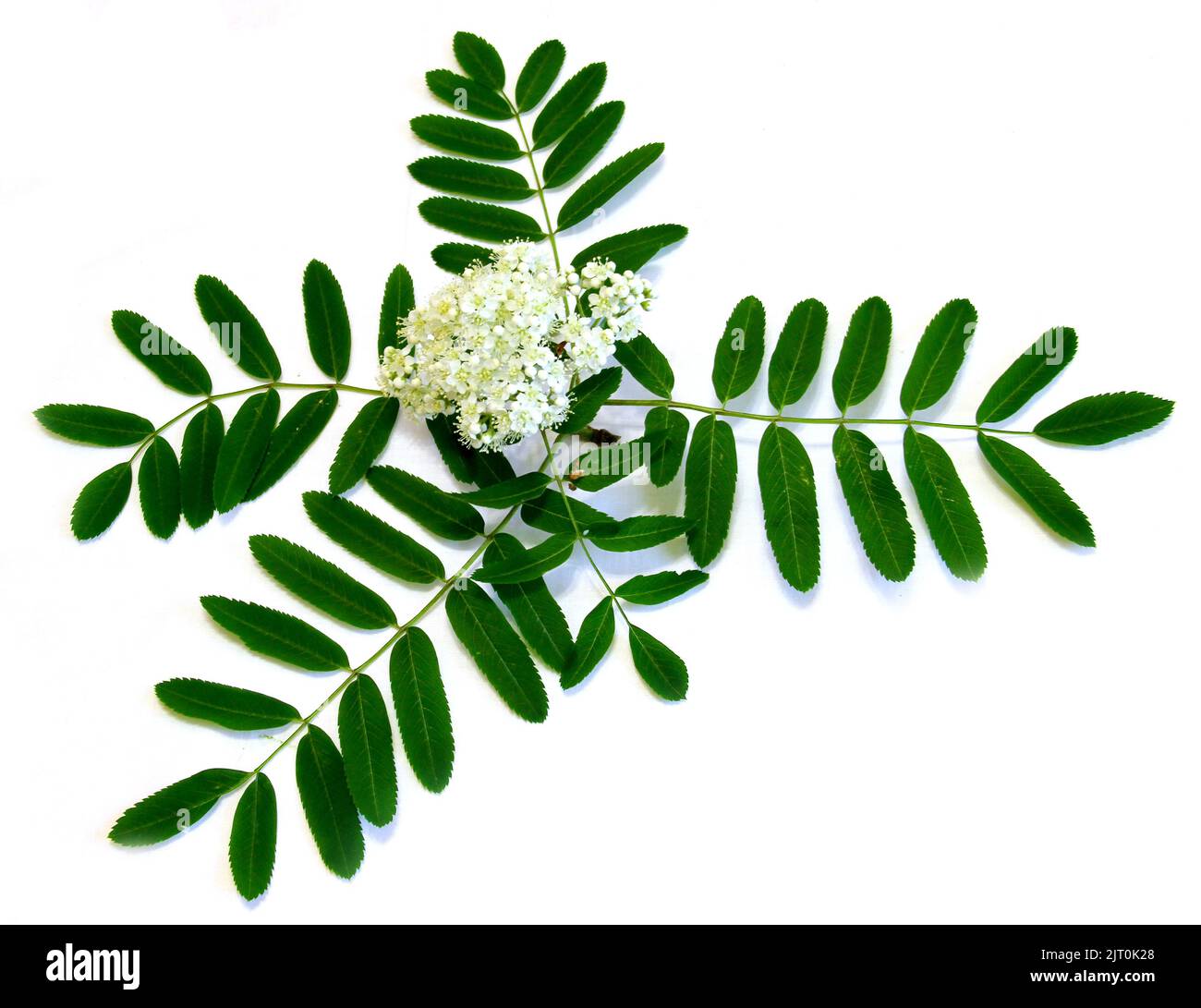 white Rowan flowers and fresh leaves isolated Stock Photo - Alamy