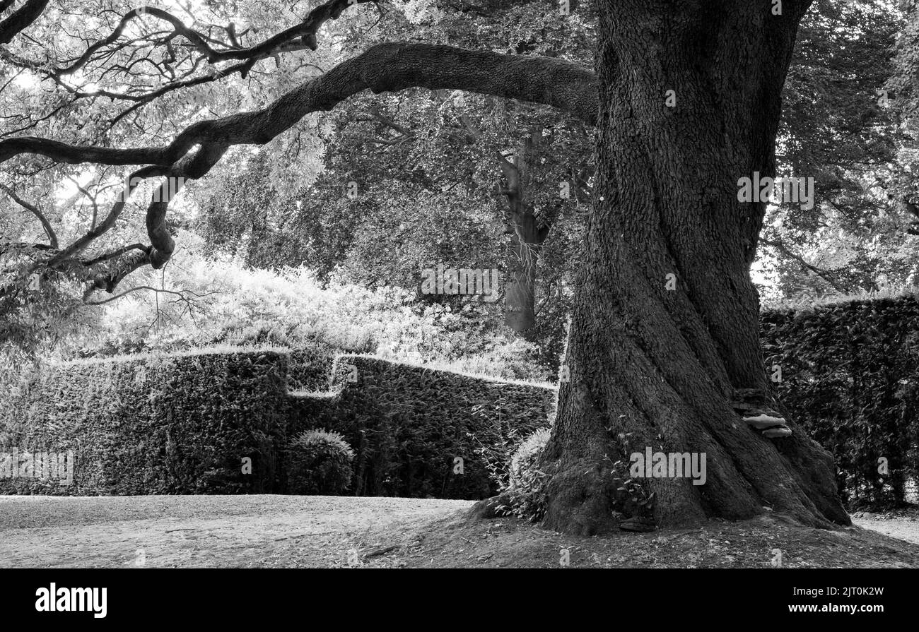 Twisted, textured tree trunk, photographed in a garden in Leighton ...
