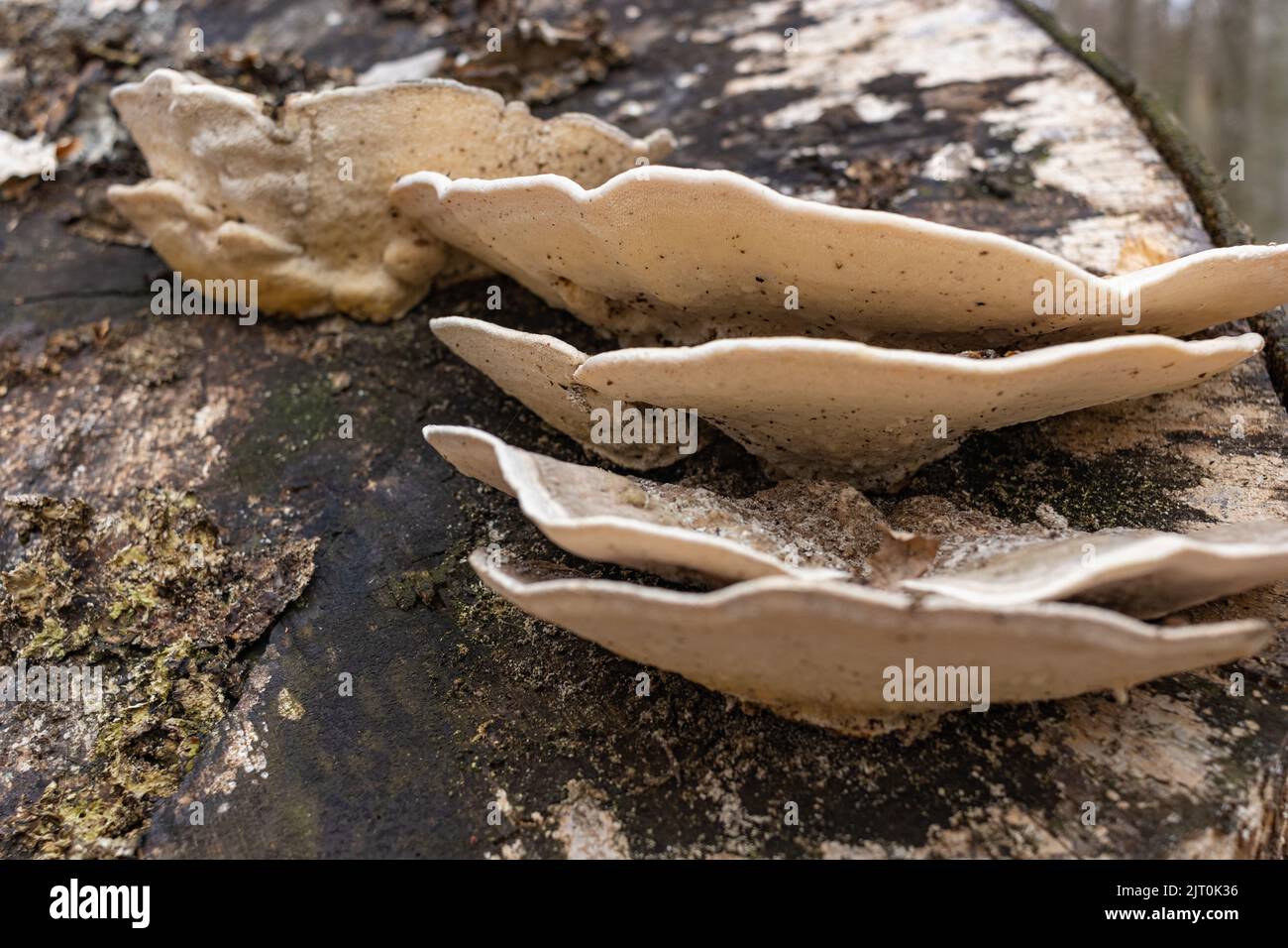 Large parasitic mushroom that grows on tree trunks. Tinder fungus, hoof fungus, tinder conk ...