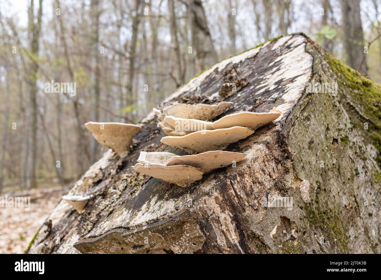 Large parasitic mushroom that grows on tree trunks. Tinder fungus, hoof fungus, tinder conk ...
