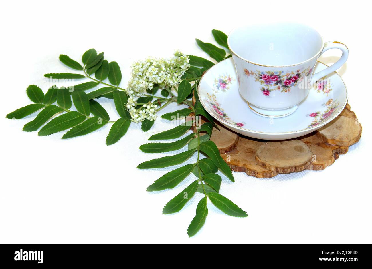white Rowan flowers and fresh leaves, juniper stand under a hot ...
