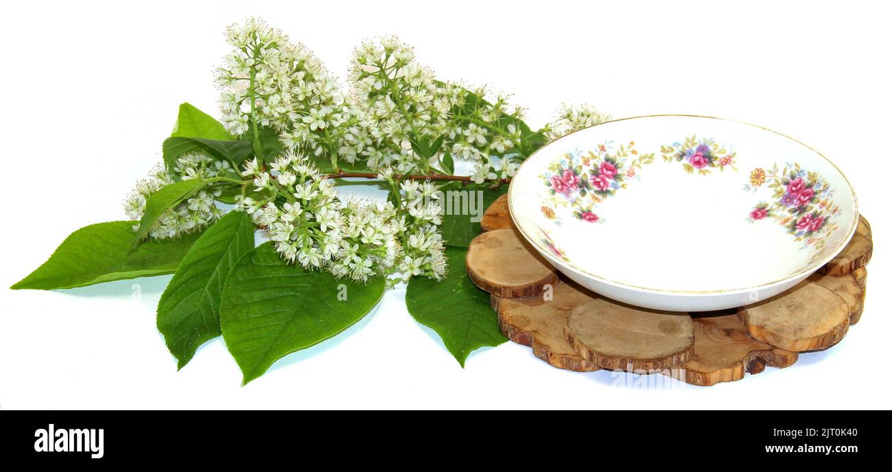 juniper stand under a hot, porcelain couple cup and saucer, flowering ...