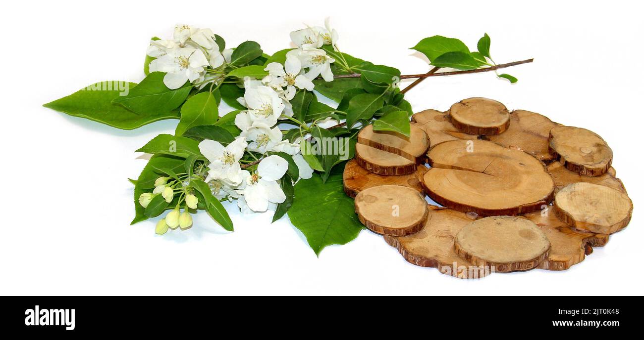 juniper stand under a hot; branch of white flowering Jasmine isolated ...