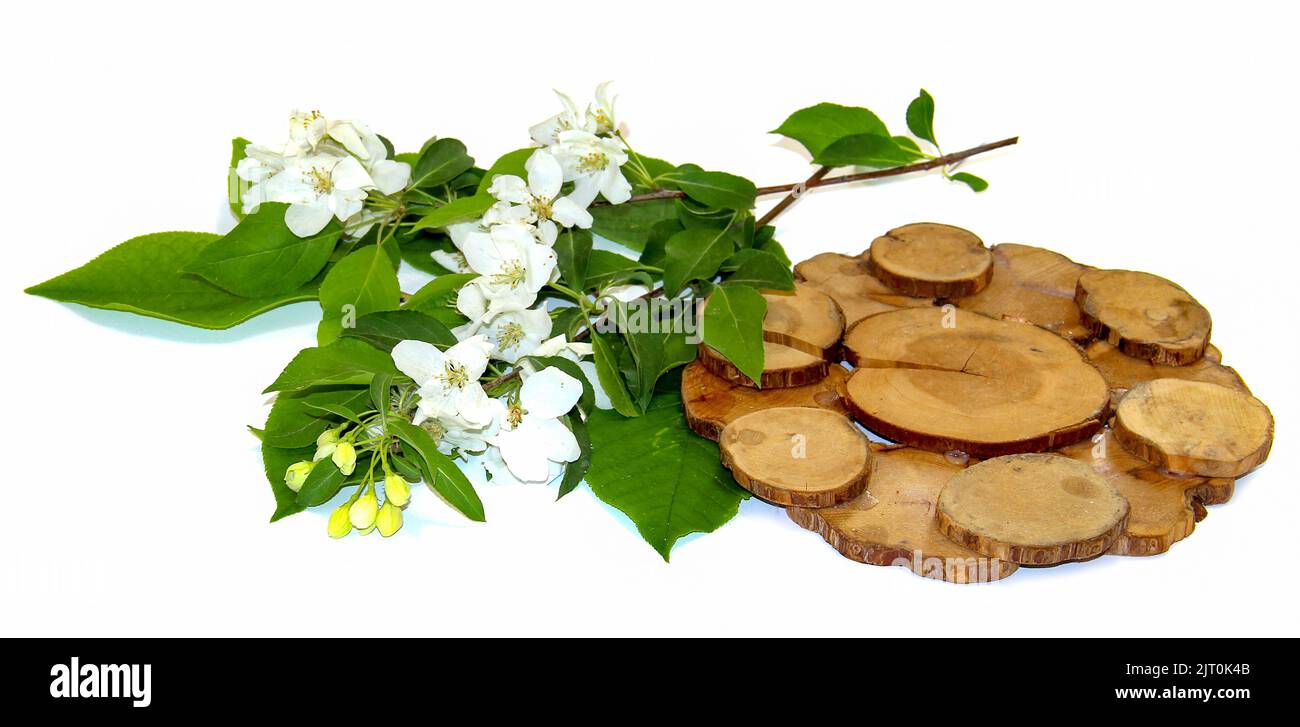 juniper stand under a hot; branch of white flowering Jasmine isolated ...