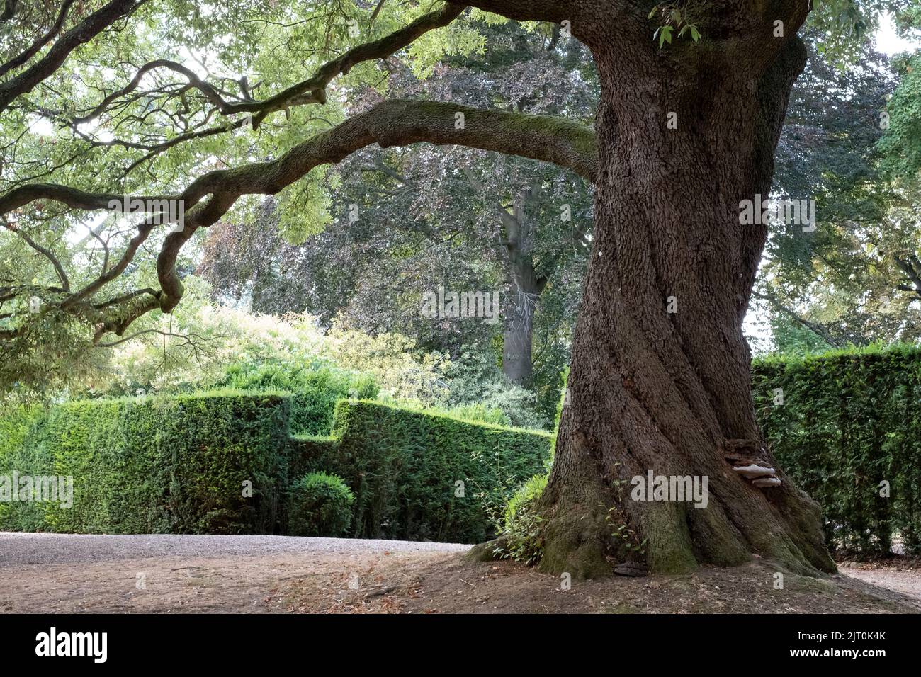 Twisted, textured tree trunk, photographed in a garden in Leighton ...
