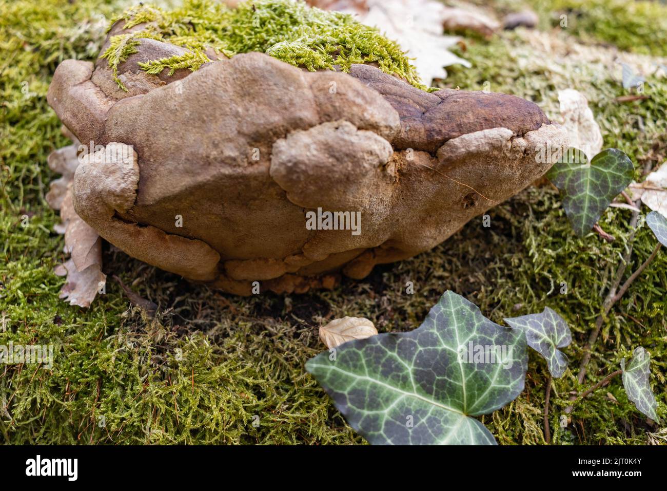 Fungal plant pathogen hi-res stock photography and images - Alamy