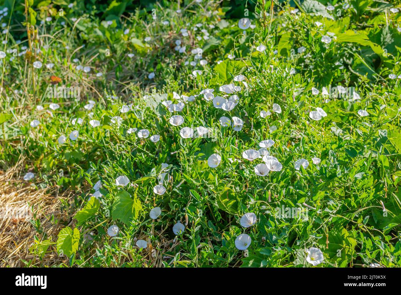 Flowers of field bindweed Convolvulus arvensis create unique natural ...