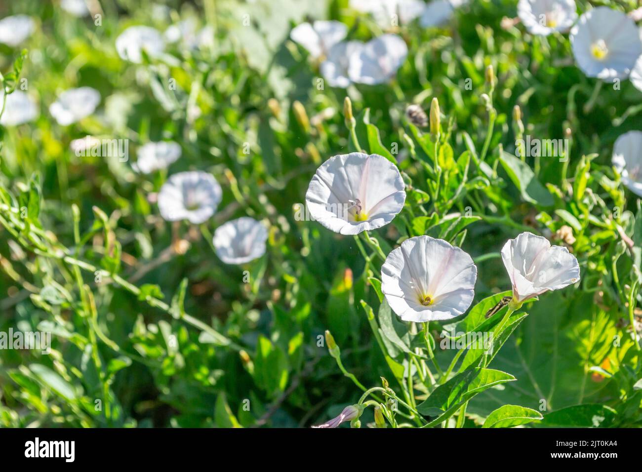Flowers of field bindweed Convolvulus arvensis create unique natural ...