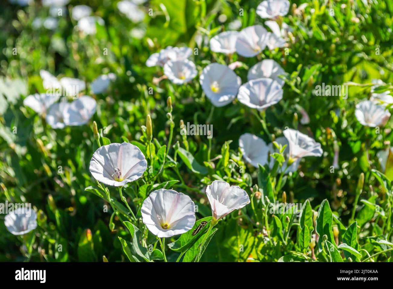 Flowers of field bindweed Convolvulus arvensis create unique natural ...