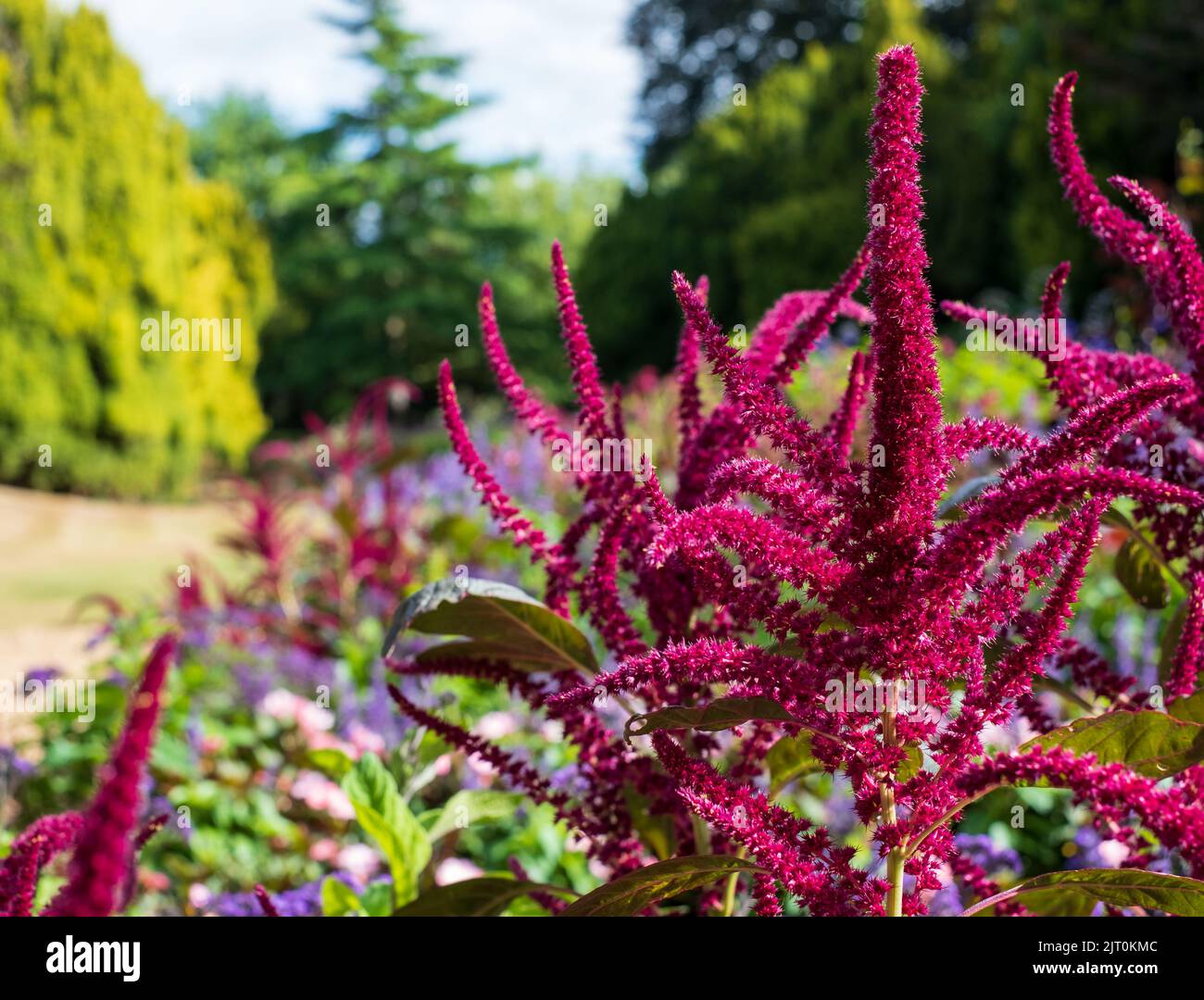 Brightly coloured Amaranth flowers, photographed in a garden near ...