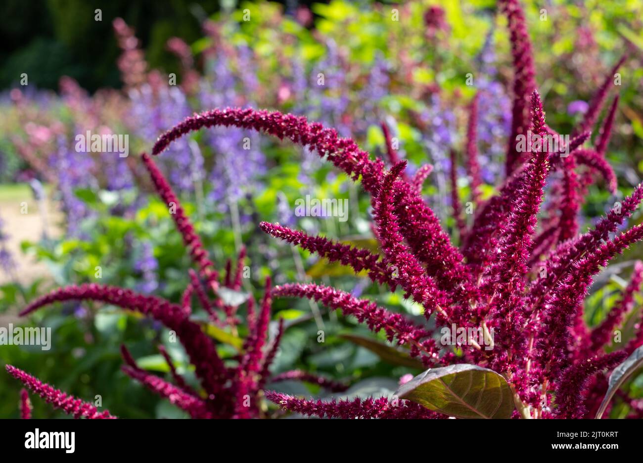 Brightly coloured Amaranth flowers, photographed in a garden near ...