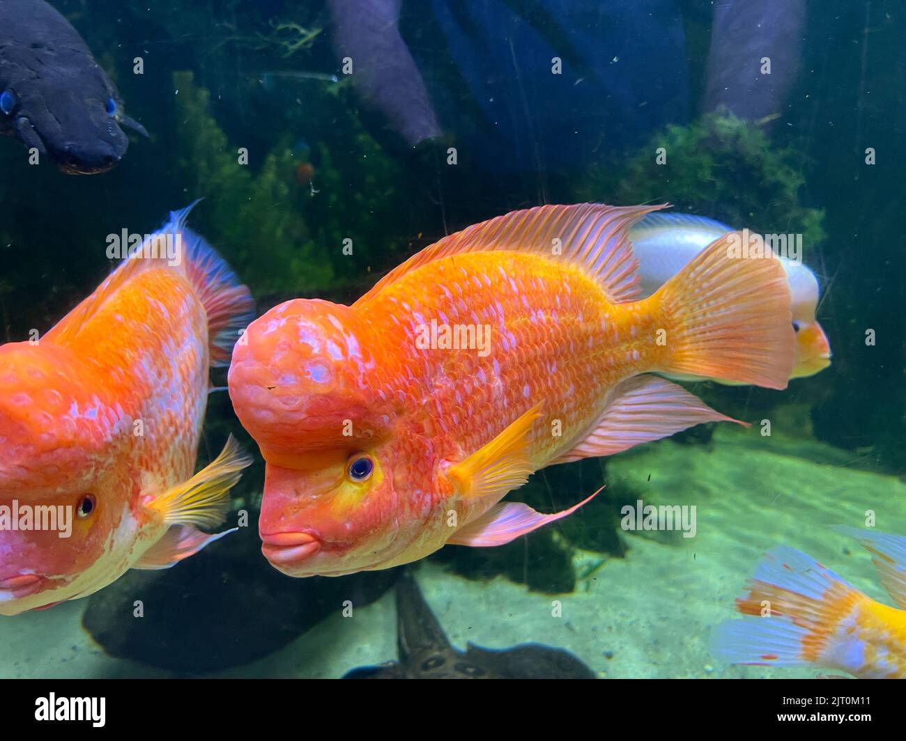 Midas cichlid tropical fish in hi-res stock photography and images - Alamy