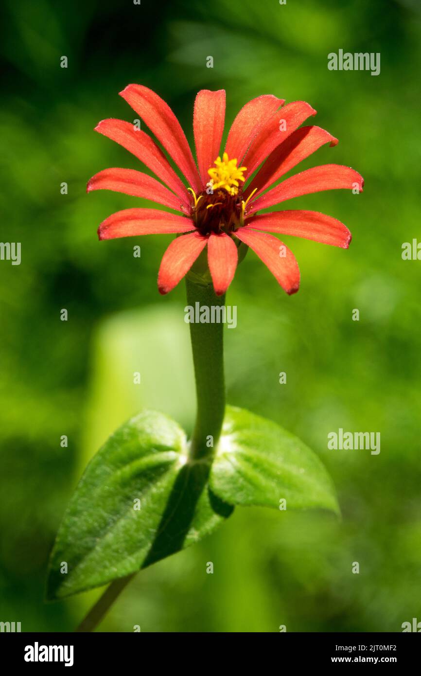 Tiny Zinnia leptopoda Flower Zinnia peruviana single flower, green ...
