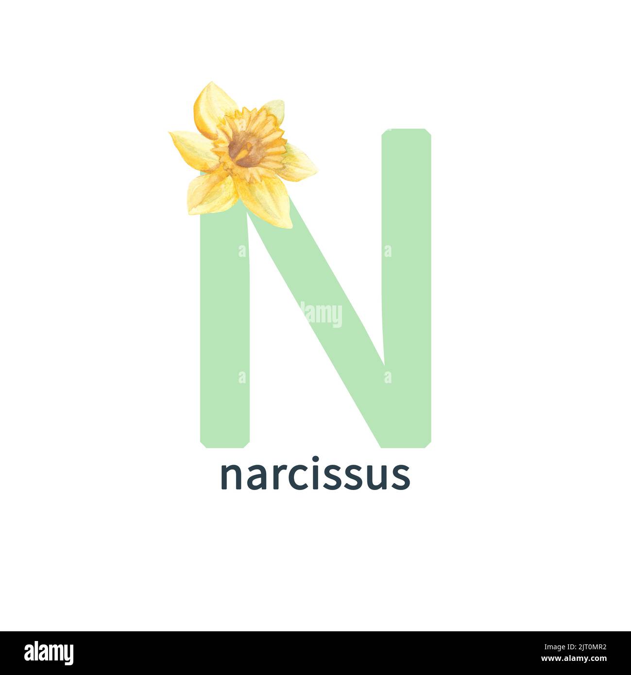 Letter N, narcissus, colorful flower ABC alphabet. Watercolor botanical ...