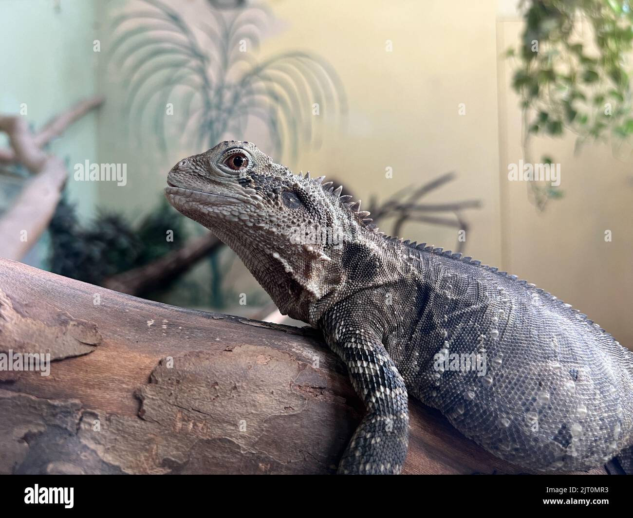 Large gray varan sits on a branch. Side view Stock Photo - Alamy