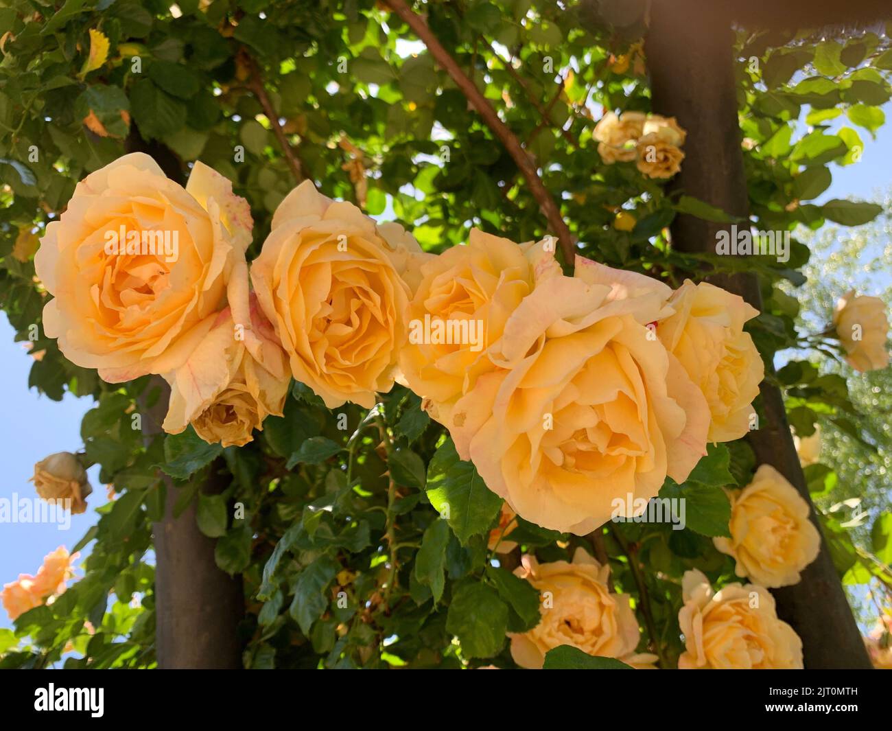 A closeup of beautiful English shrub roses Stock Photo - Alamy