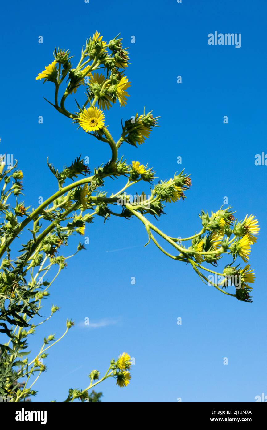 Compass Plant, Silphium laciniatum, Tall garden plants Stock Photo - Alamy