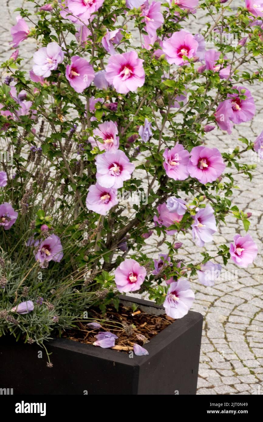 Flowering Shrubby Hibiscus Syriacus Aphrodite In Container Pink