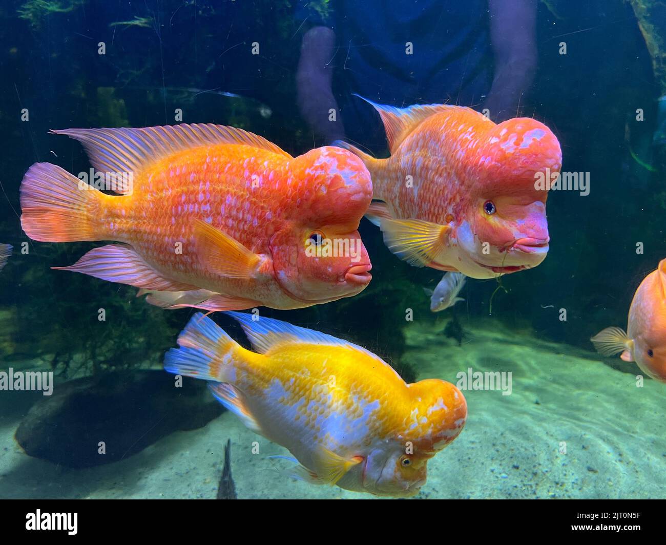 Red and yellow midas cichlids swim in the aquarium Stock Photo - Alamy