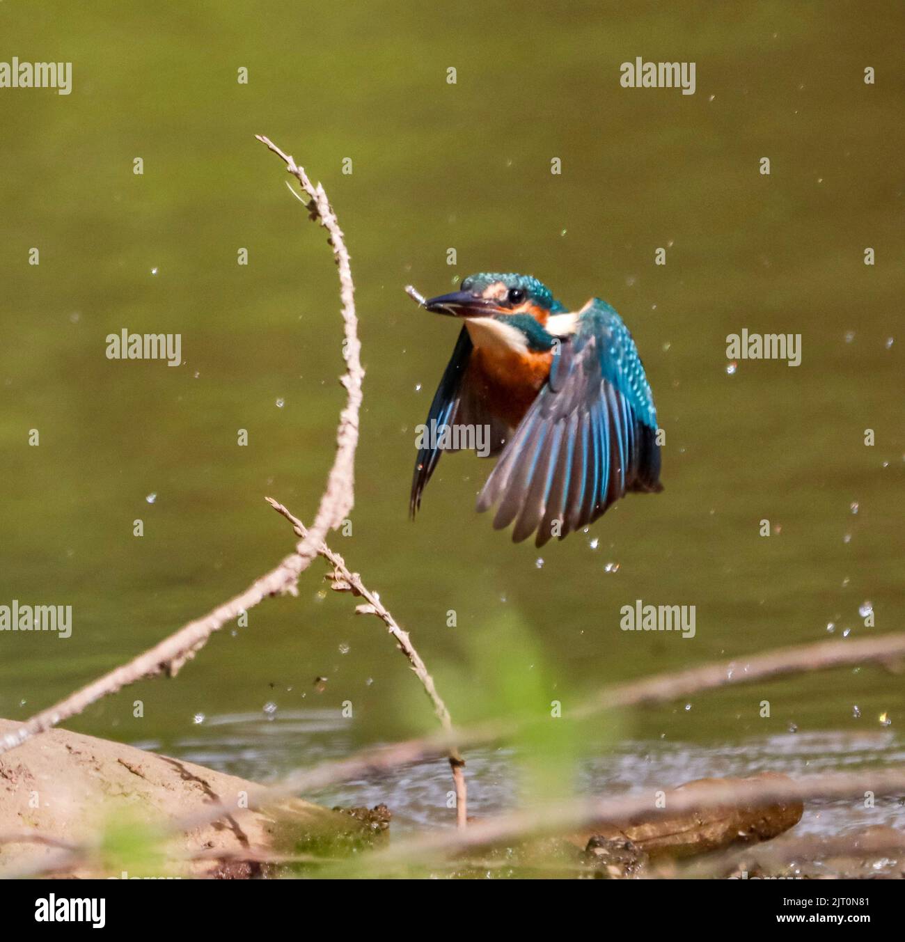 A kingfisher bird flying off from a lake with a fish in its beak Stock ...