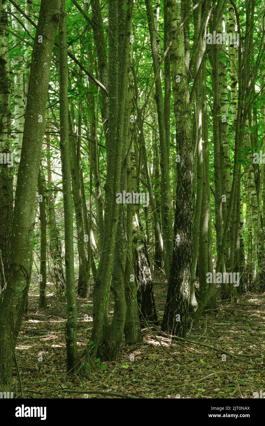 spring forest trees. nature green wood sunlight backgrounds Stock Photo ...