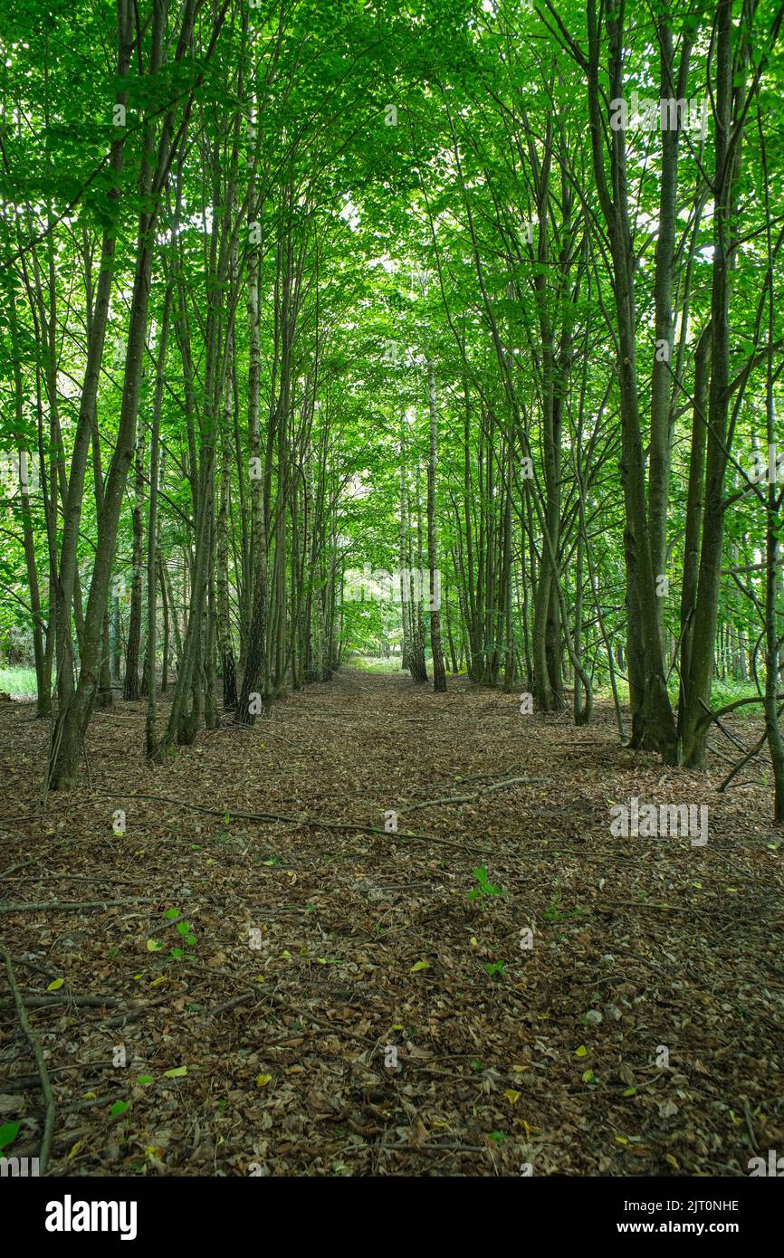 Spring forest trees nature green hi-res stock photography and images ...