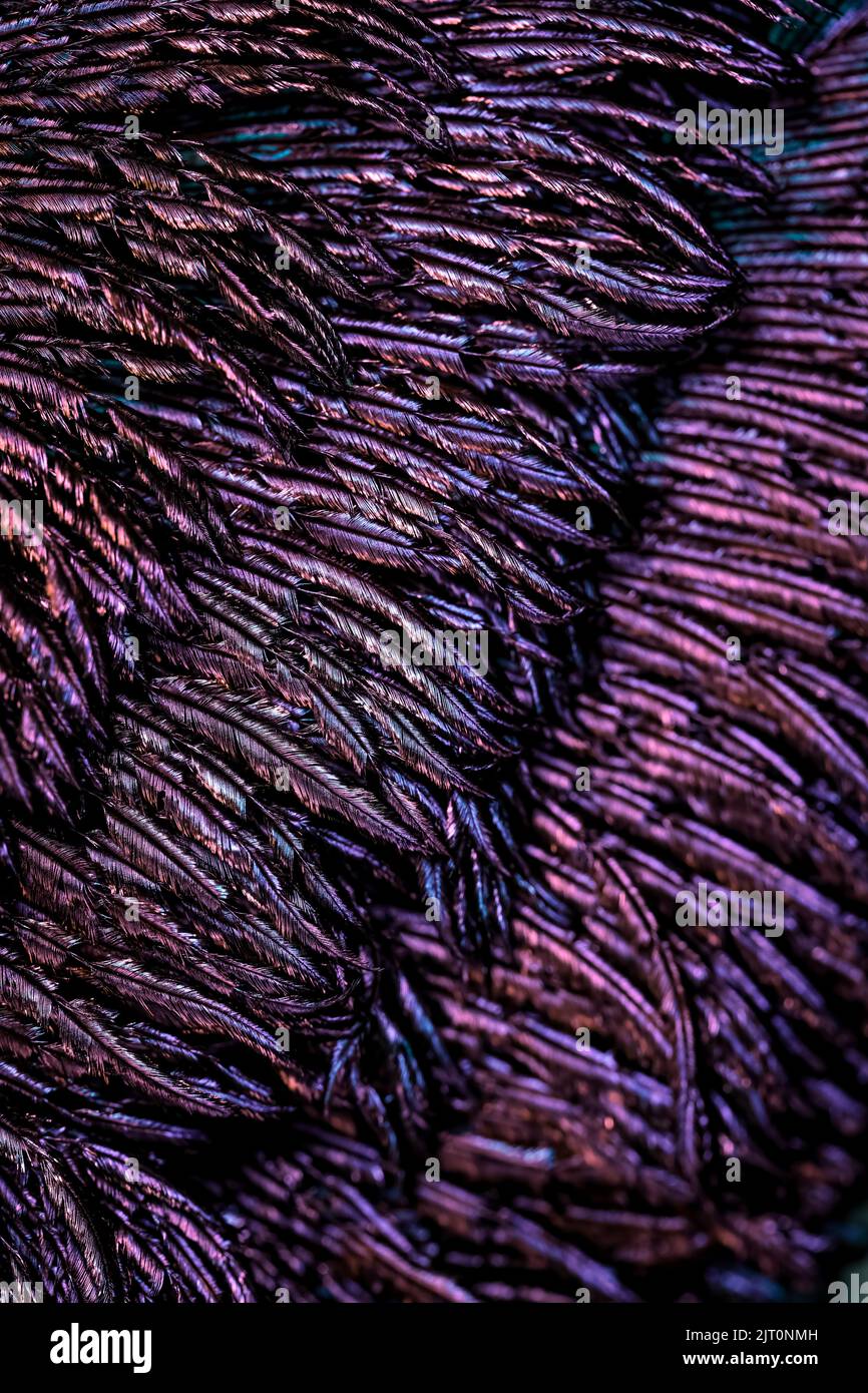 Beautiful purple color bird feathers abstract lines texture pattern ...