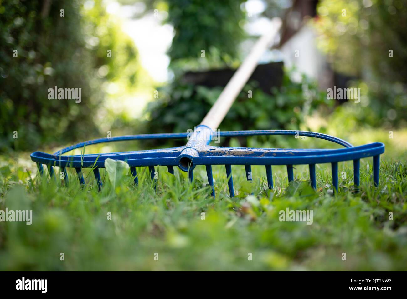 A closeup of a blue rake on the green lawn Stock Photo - Alamy