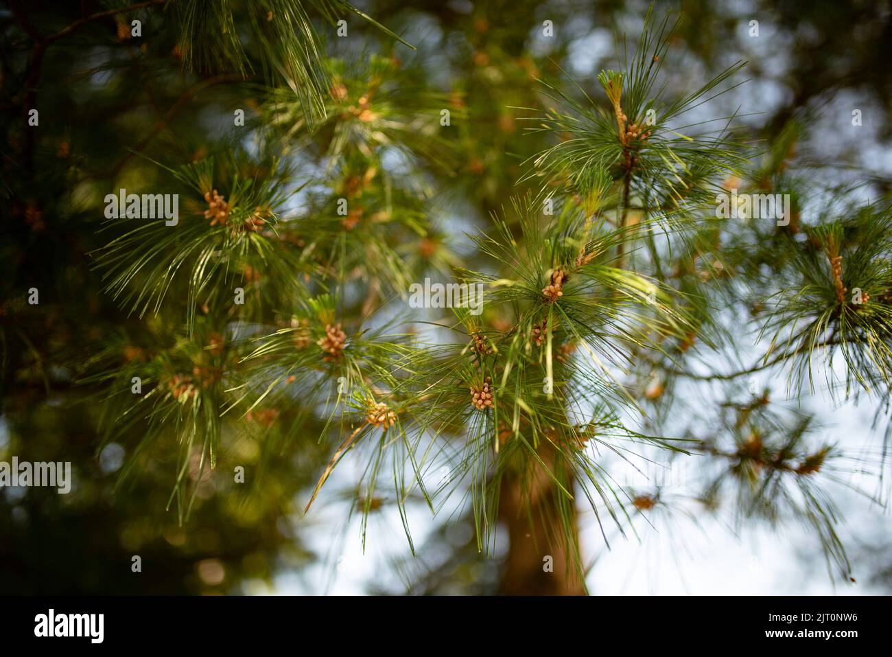 A closeup of pine tree needles Stock Photo - Alamy