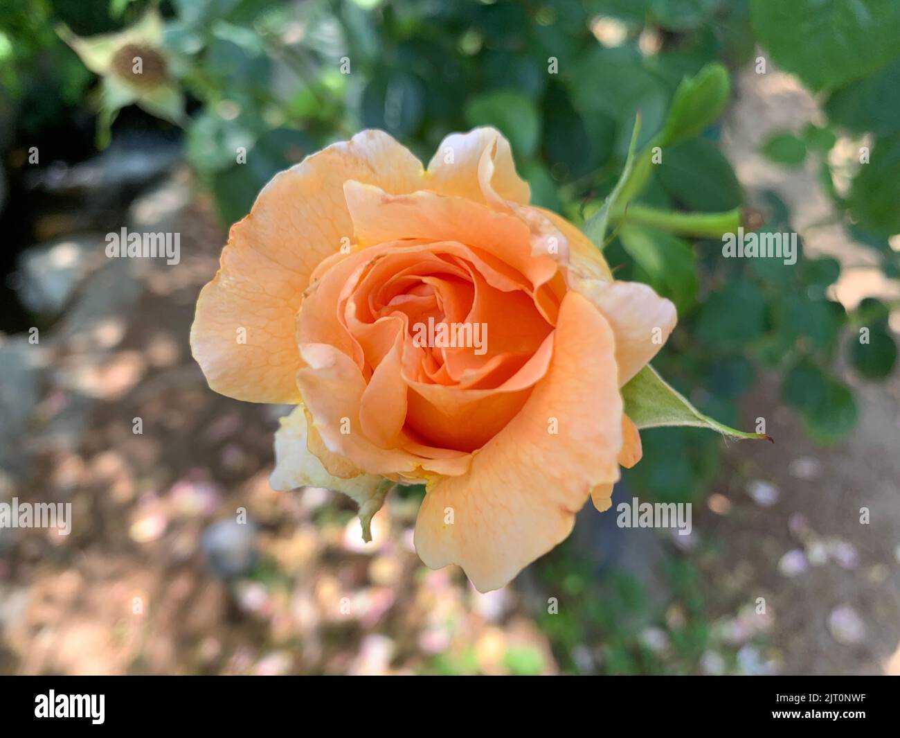 A closeup of a pale orange rose in the garden Stock Photo - Alamy
