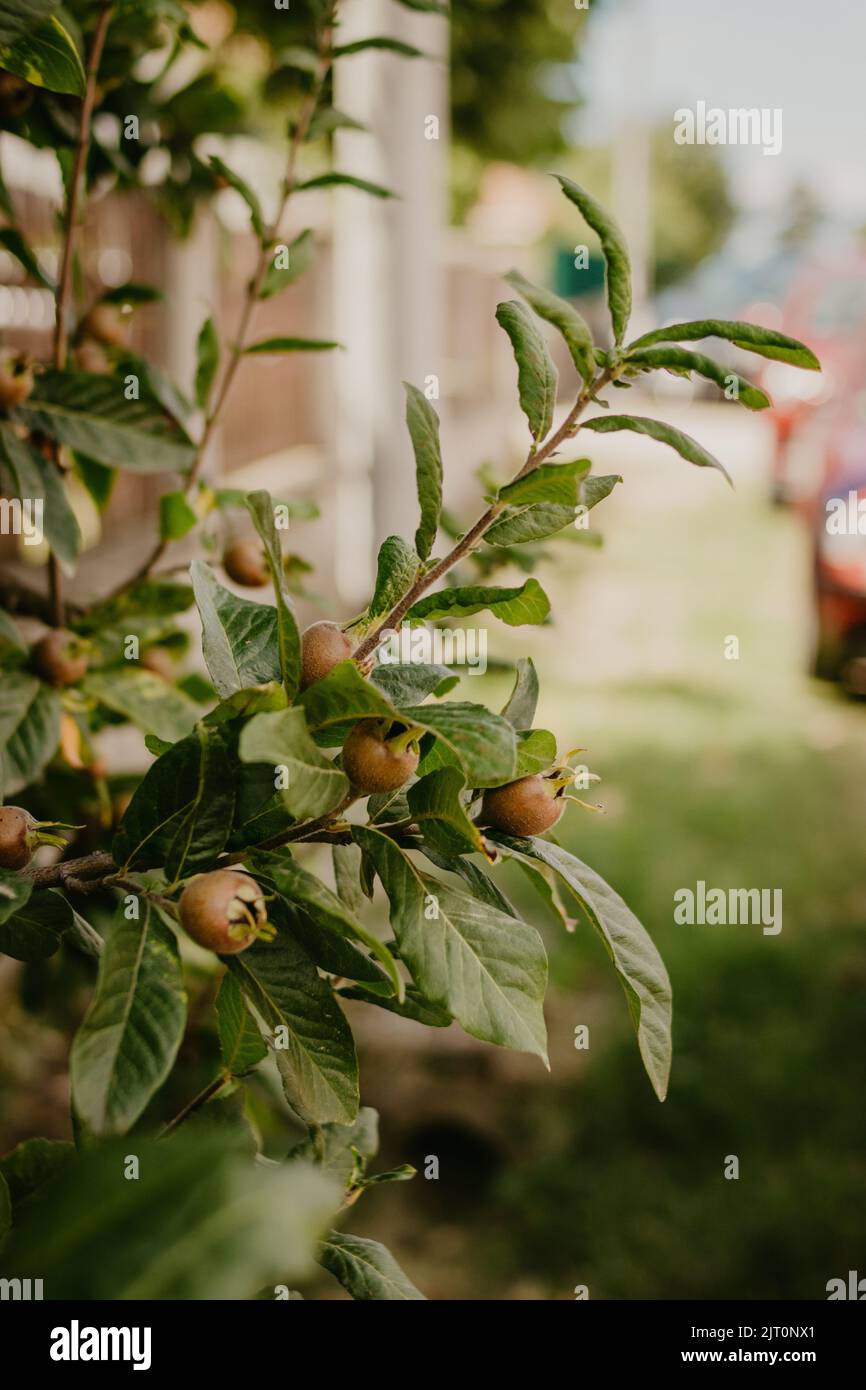 A vertical closeup of Mespilus germanica, the medlar tree with fruits ...