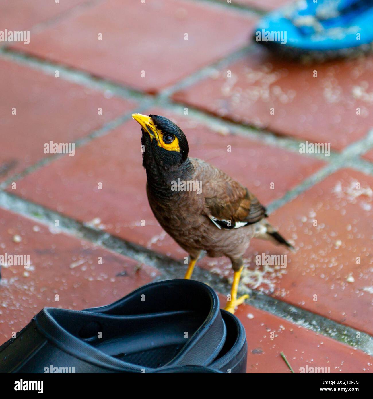 Curious Mynah Bird Stock Photo - Alamy