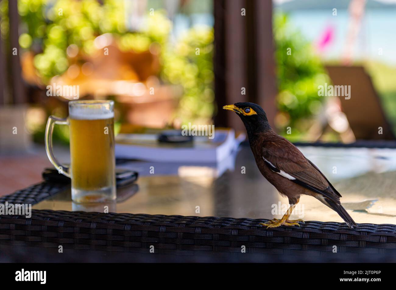 Curious Mynah Bird eyes up a glass of beer Stock Photo - Alamy