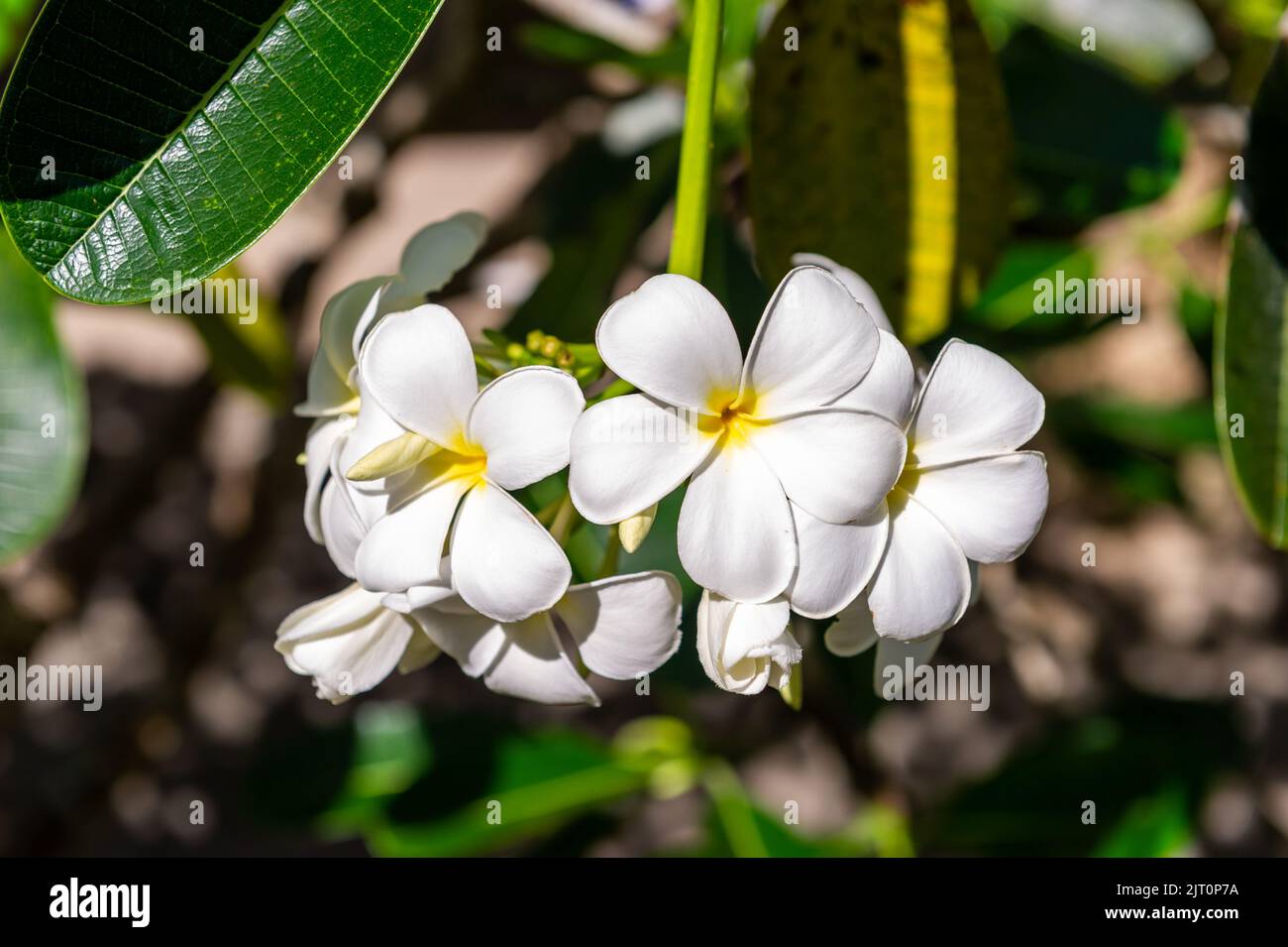 White Frangipani Flower in Langkawi, Malaysia Stock Photo - Alamy