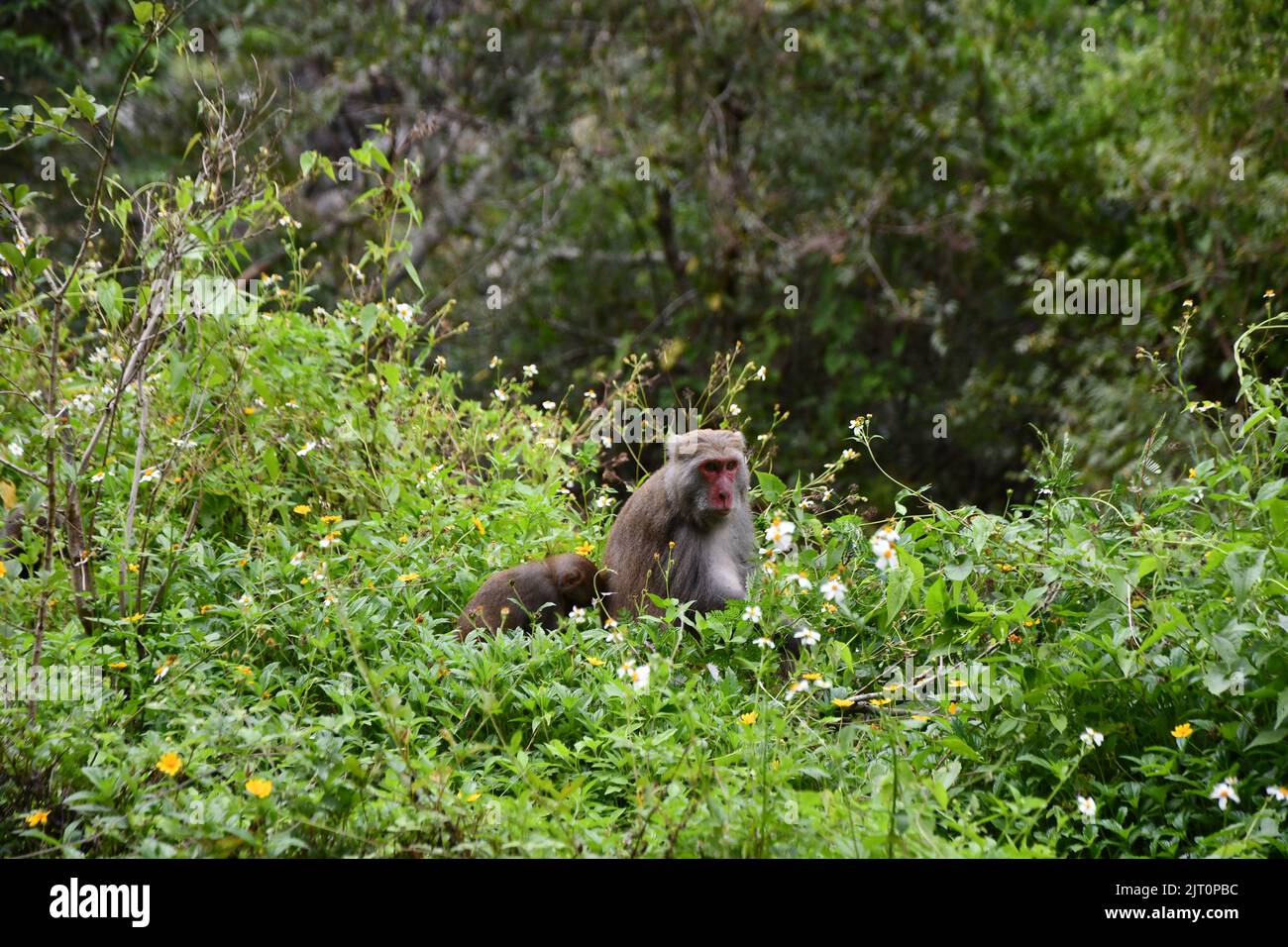 A Rhesus Macaque monkey and its baby in a forest Stock Photo - Alamy