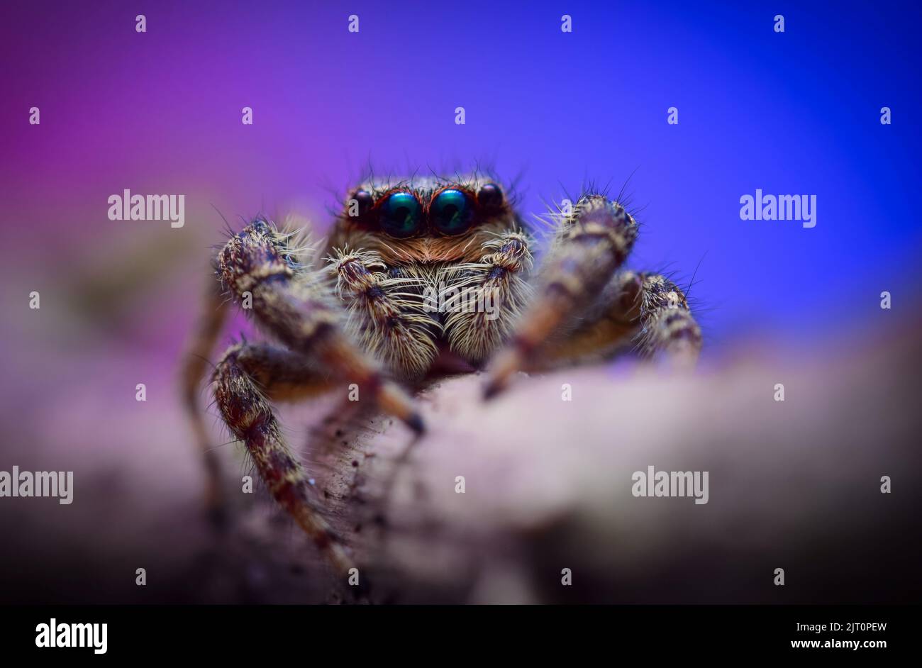 Jumping spider staredown, Marpissa muscosa Stock Photo - Alamy