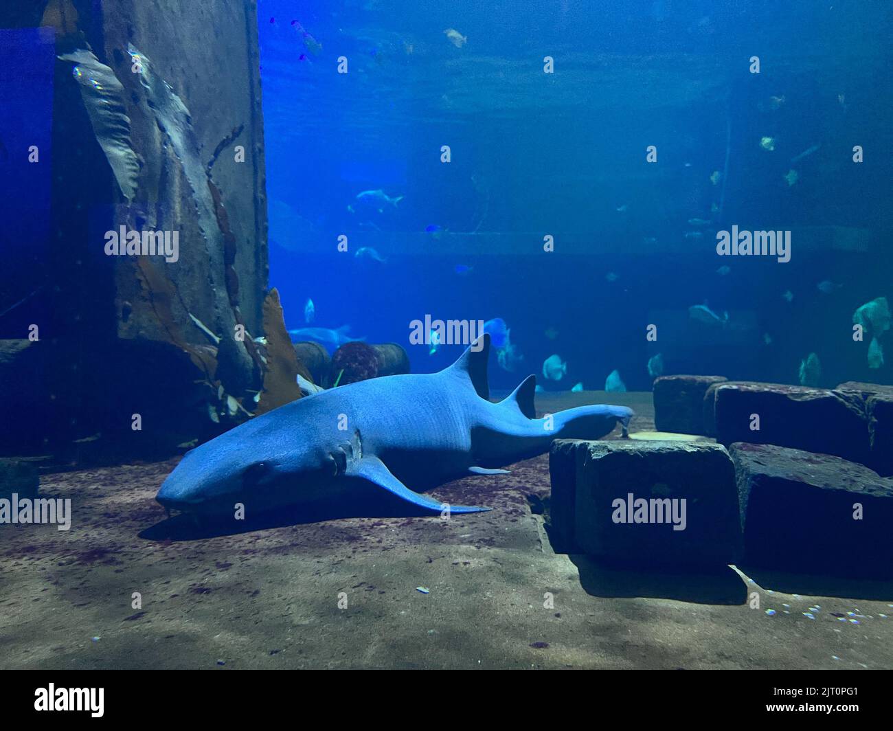 Shark underwater rocks hi-res stock photography and images - Alamy