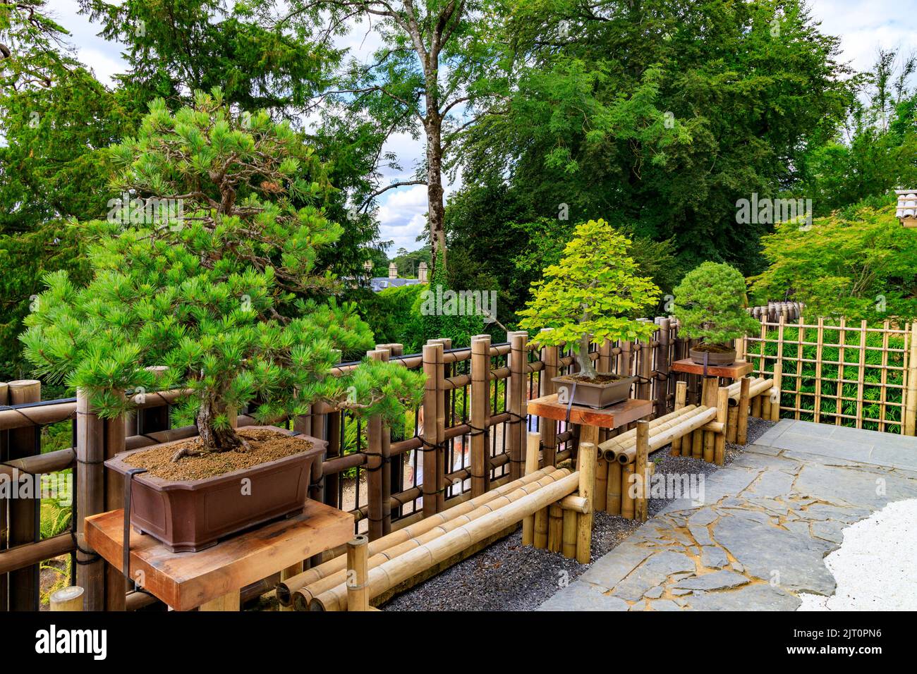 The attractive Bonsai Garden at 'The Newt in Somerset' hotel and garden ...