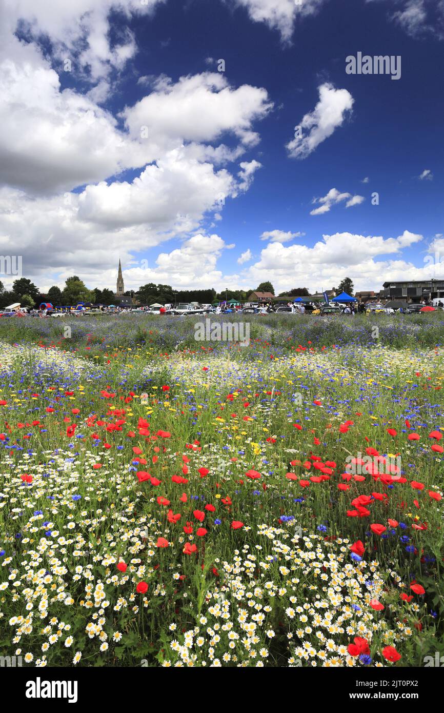 Wild flower meadows, Manor Park, Whittlesey town, Cambridgeshire ...