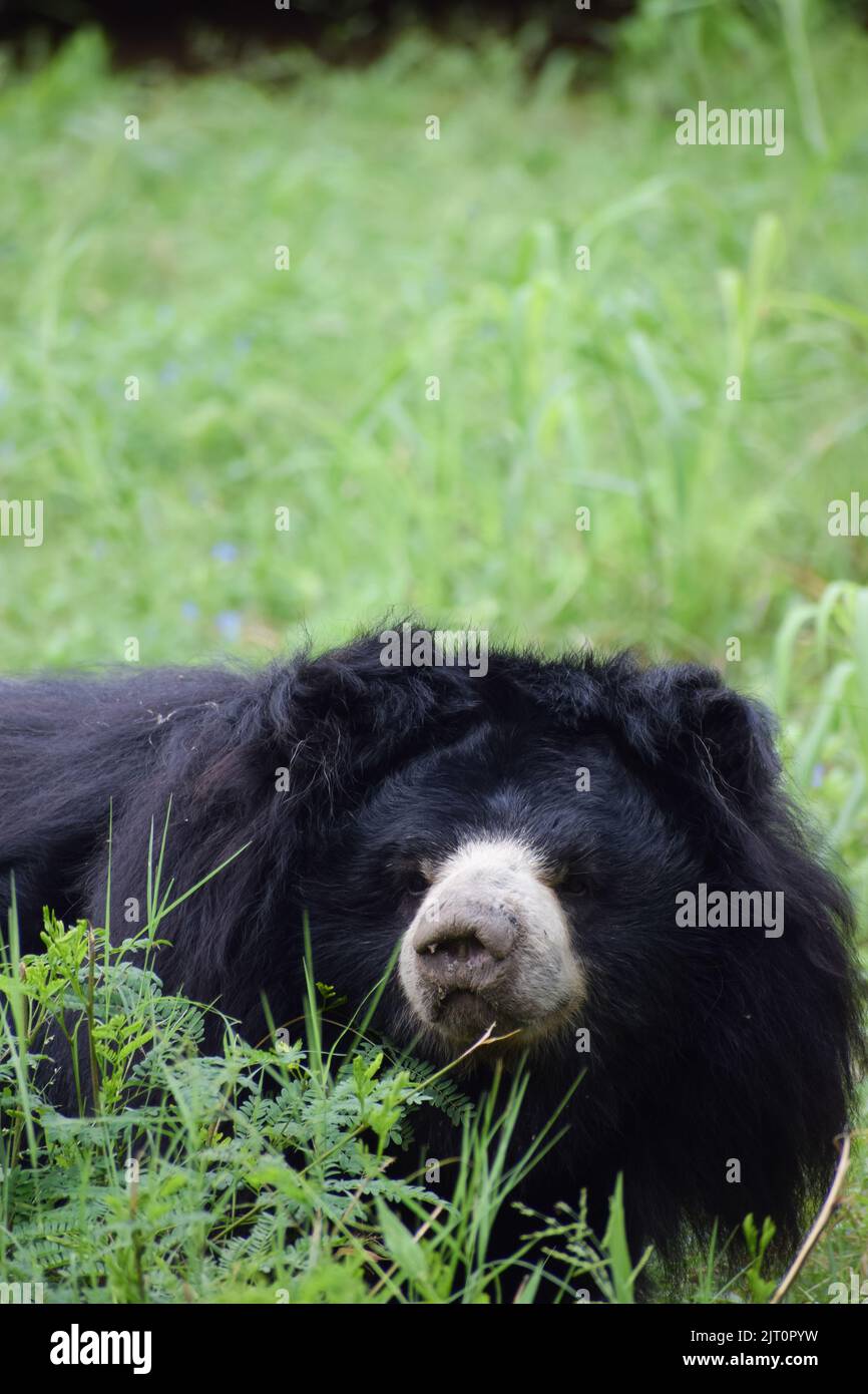Indian bear is looking at the camera and taking rest on grass field at ...