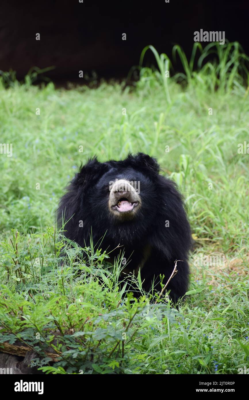 Indian bear is looking at the camera and taking rest on grass field at ...