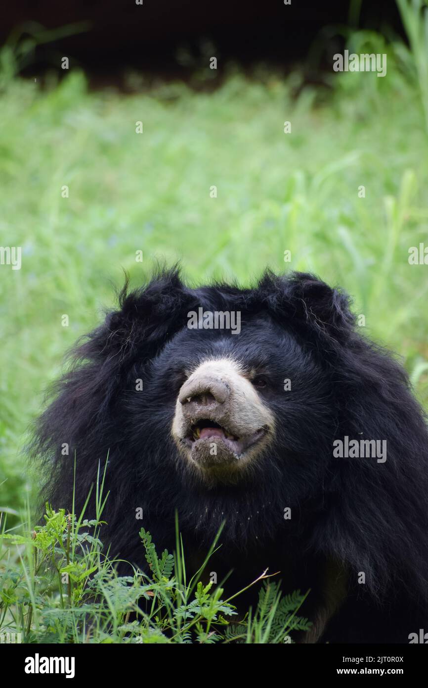 Indian bear is looking at the camera and taking rest on grass field at ...