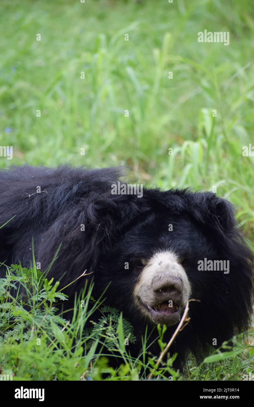 Indian bear is looking at the camera and taking rest on grass field at ...