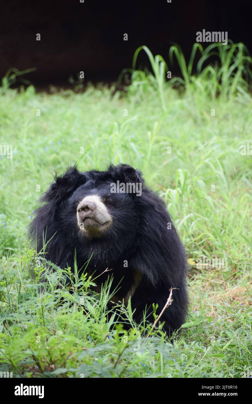 Indian bear is looking at the camera and taking rest on grass field at ...
